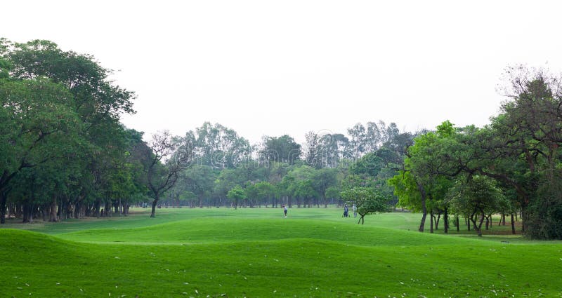 A Golf Ground and a Group of Trees Stock Image - Image of healthy ...