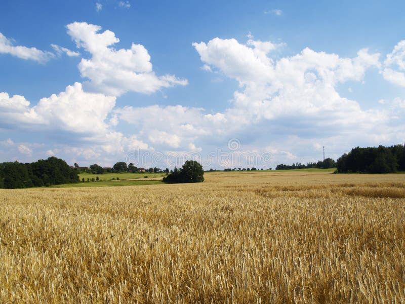 Landscape with grain field stock photo. Image of grain - 7469110