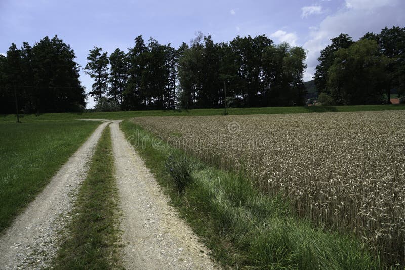 Landscape with Grain Fields and Grain Stock Image - Image of product ...