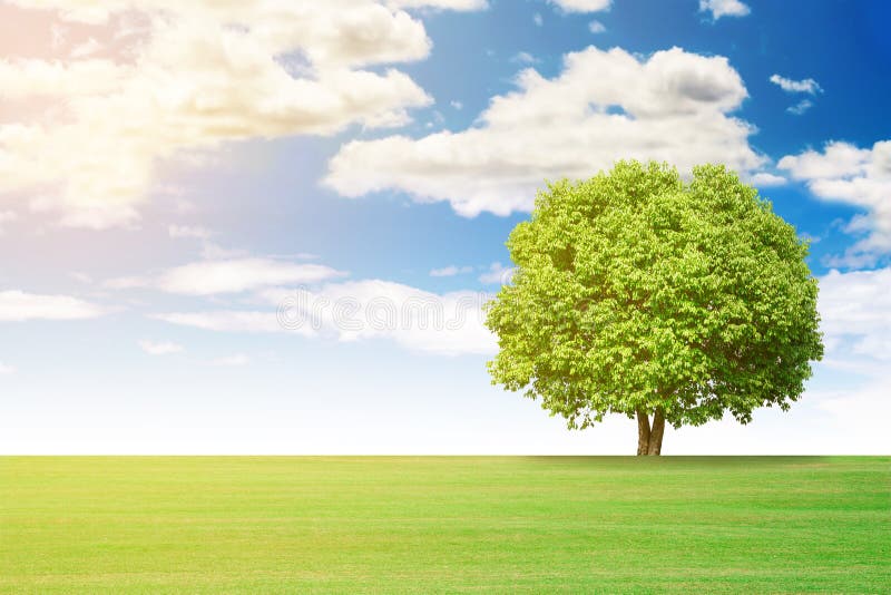 Landscape of Grass and Big Trees Stock Photo - Image of large, morning ...