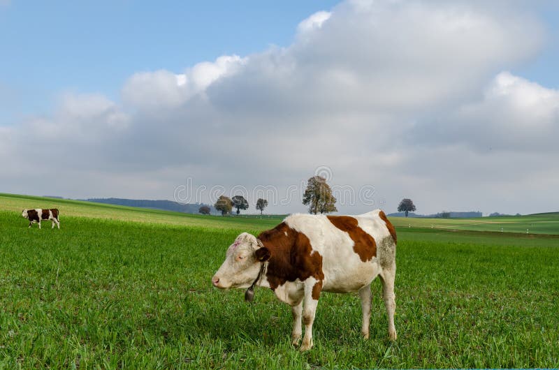 Field with cows stock image. Image of grassland, road - 282587867