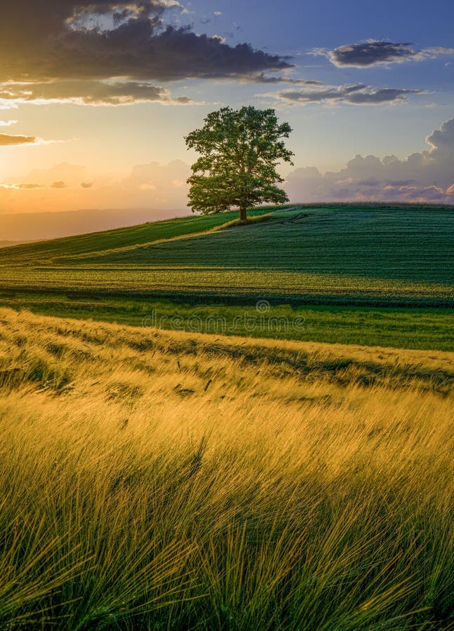 Landscape of Grass Fields and Green Plains and a Tree Under Sunset Sky ...