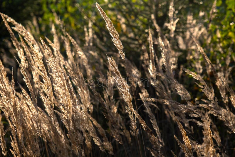 Grass Meadow, Sun-drenched Grass, Tall Grass, Sunlit Autumn Stock Image ...