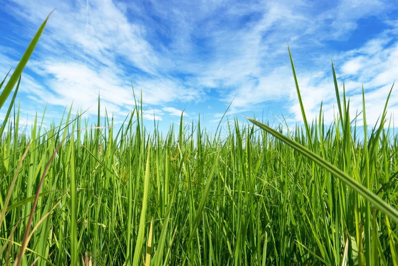 Landscape of grass and sky stock image. Image of grassland - 97227067