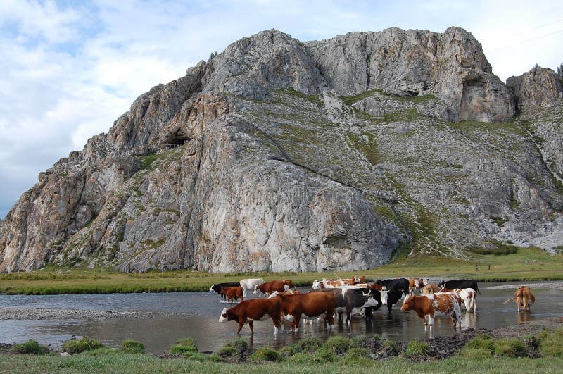 Landscape with grazed cows stock image. Image of herd - 13073389