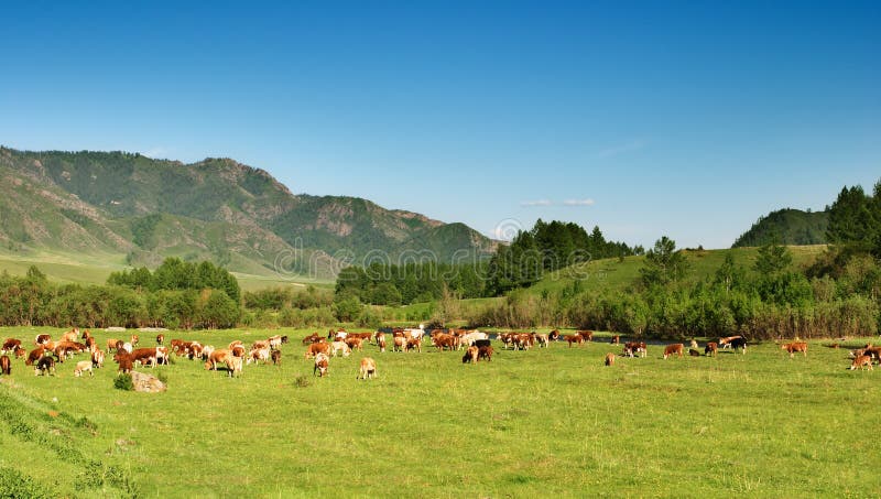 Landscape with Grazing Cows Stock Photo - Image of summer, herd: 2101876