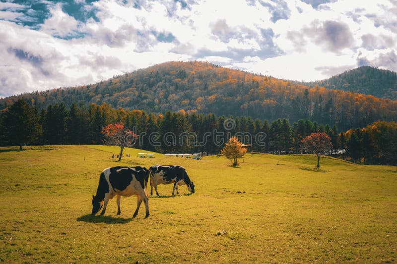 Landscape with Grazing Cows Stock Photo - Image of agriculture ...