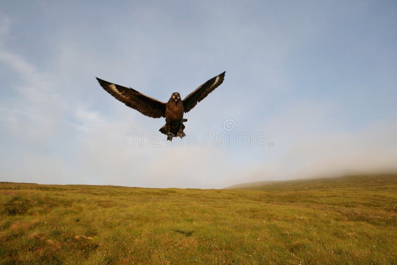 Landscape with great scua stock photo. Image of flanker - 11270622