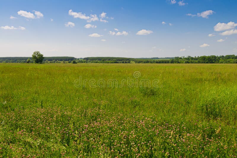 Landscape with a Green Field, Forests on the Horizon Stock Photo ...