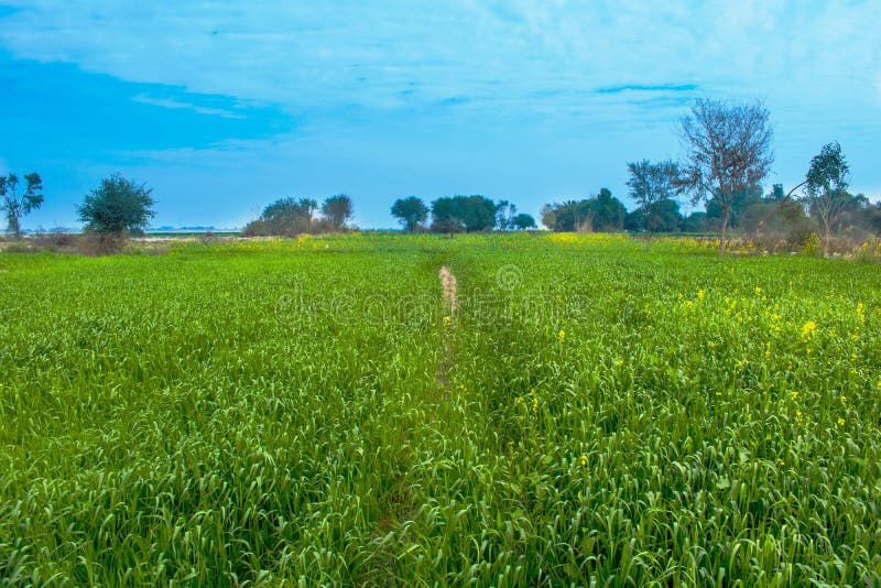 Landscape,green Fields with Blue Sky Stock Photo - Image of landscape ...