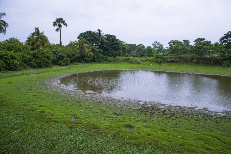 The Landscape of Green Fields with Ponds and Coconut Trees in the ...