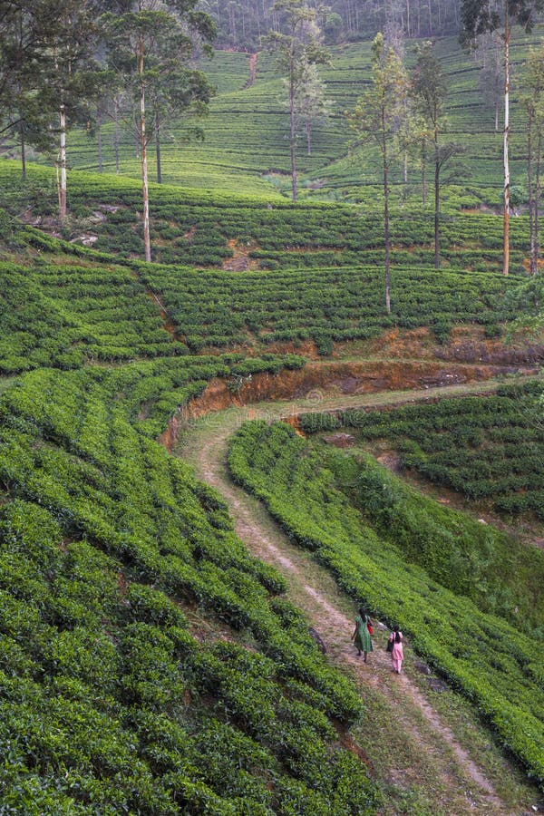 Landscape with Green Fields of Tea in Sri Lanka Stock Image - Image of ...