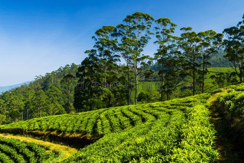 Landscape With Green Fields Of Tea In Sri Lanka Stock Photo - Image of ...