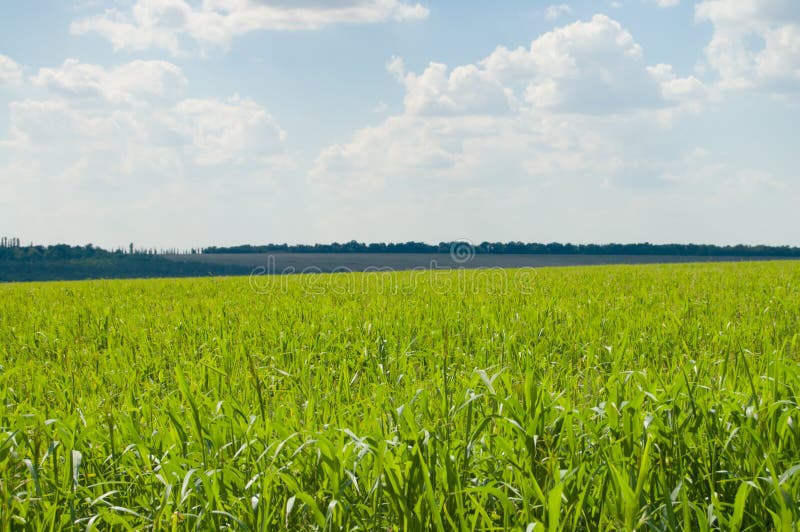 Filed and white cloud stock photo. Image of park, grass - 10981118