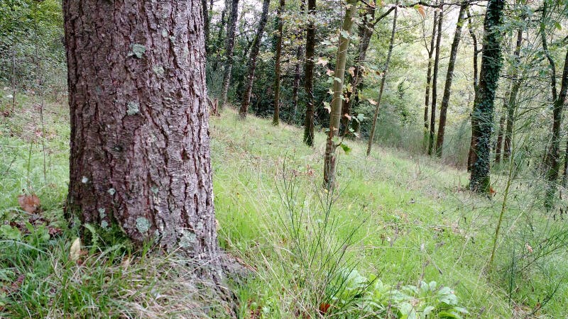 Landscape Green Grass Trunk and Trees Stock Photo - Image of green ...