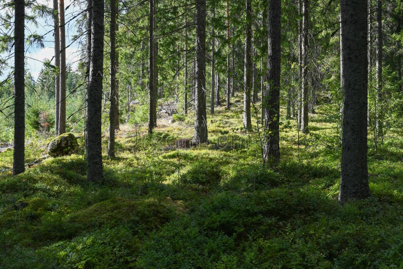 Fresh air in the forest stock image. Image of fresh - 257576081