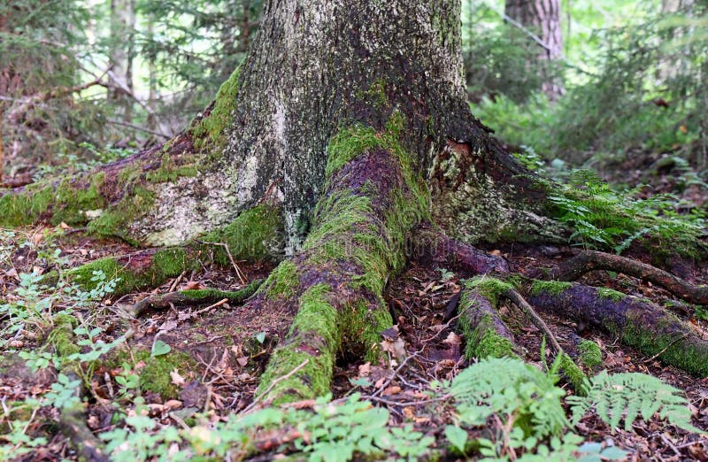 Fresh air in the forest stock photo. Image of wood, plant - 257576870