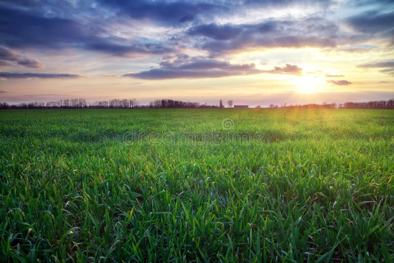 Sunset over meadow stock image. Image of spring, green - 19708661