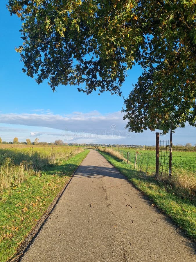 Landscape Green Path with Tree Stock Image - Image of nature, yellow ...