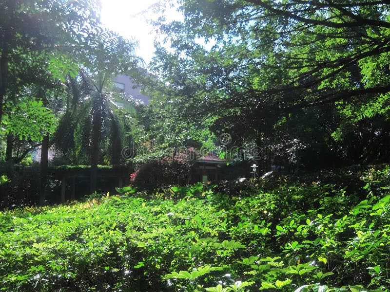 The Landscape of Green Plants and Trees, in the Park Stock Image ...