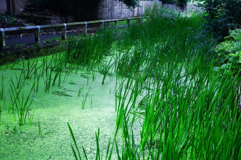 Green pond with plants stock photo. Image of environment - 254685756