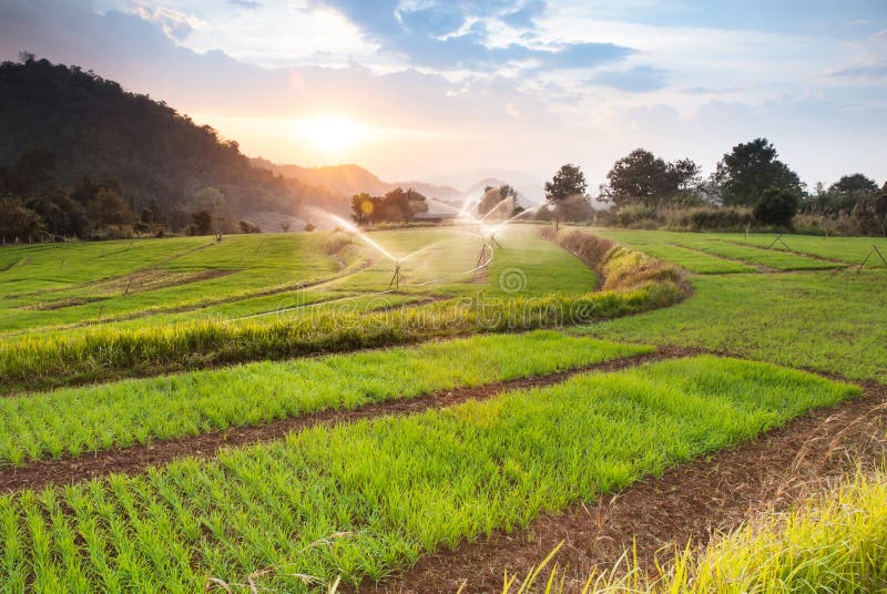 Landscape of Green Rice Farm Stock Image - Image of farm, cloud: 65159577