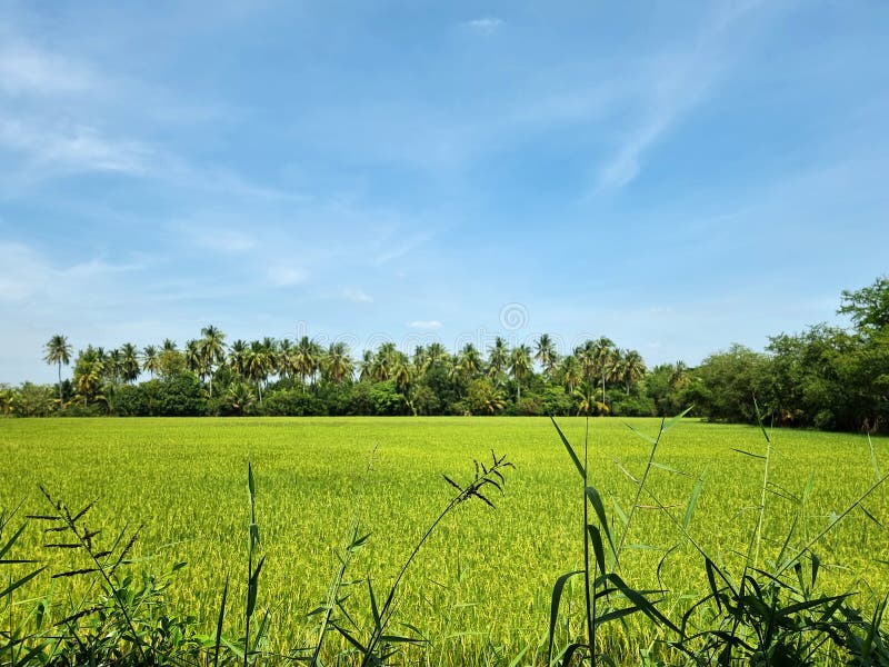 The Landscape of Green Rice Fields and Coconut Palm Tree Plantations in ...