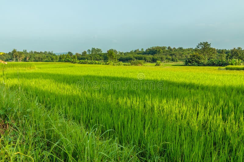 Landscape Green Rice Fields Stock Photo - Image of grains, growth: 46856036