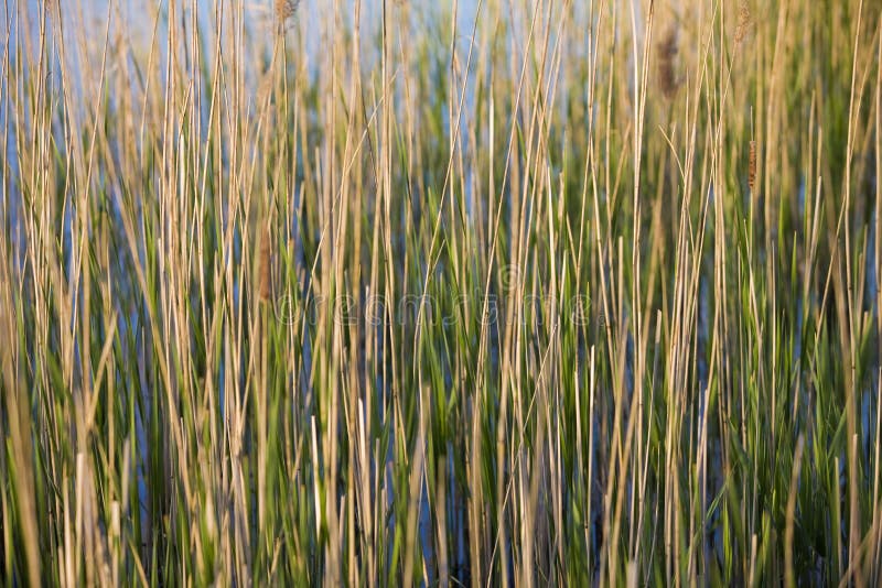 Landscape - Green Rushes stock photo. Image of rushes - 9386900