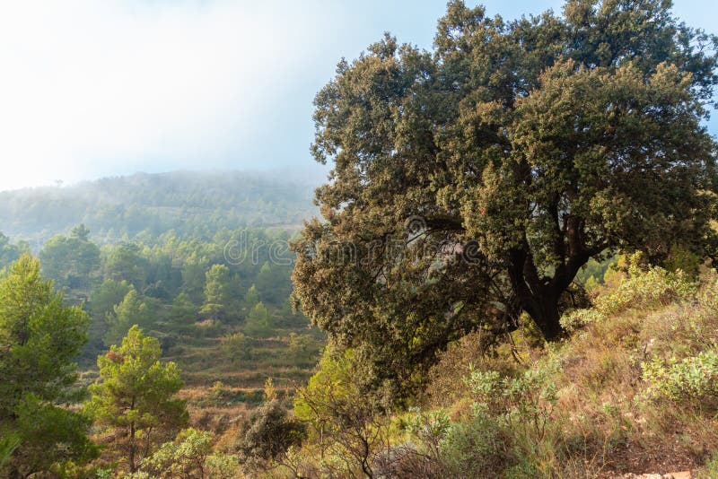 Landscape of Green Trees Growing on Hills Stock Image - Image of wild ...