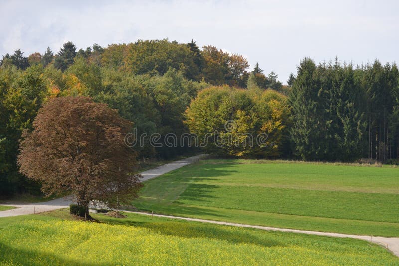 Landscape with Green Trees and Meadows Cultivated Land Stock Photo ...