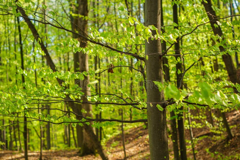 Landscape with Green Trees in Spring Forest Stock Image - Image of ...