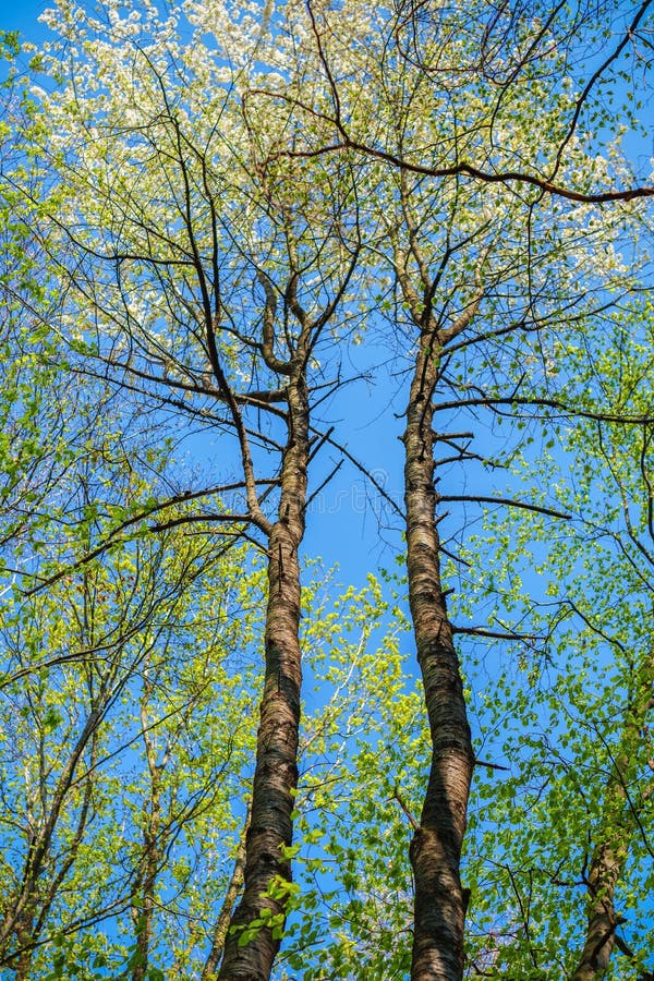 Landscape with Green Trees in Spring Forest Stock Photo - Image of ...
