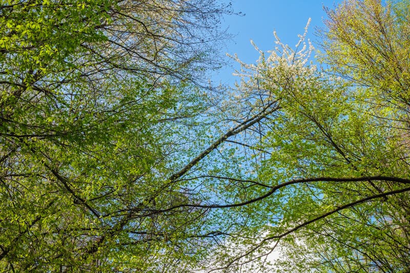 Landscape with Green Trees in Spring Forest Stock Photo - Image of ...