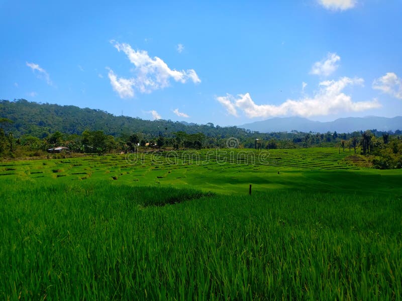 Landscape Green Views of Rice Fields with Terraced Patterns Stock Image ...