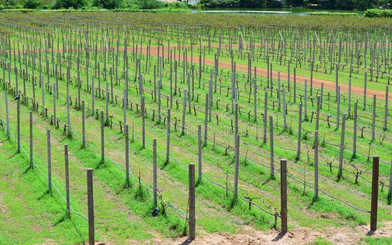 Landscape of Green Vineyard Row Stock Image - Image of growing, valley ...