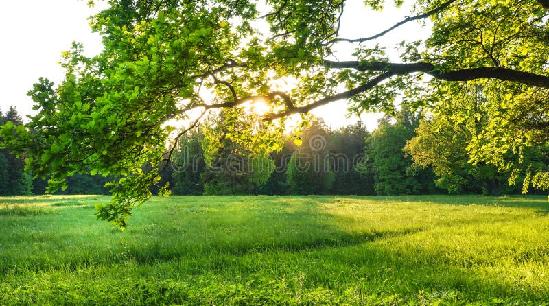 A Landscape with Greenery and Sun. Stock Image - Image of leaf, outdoor ...