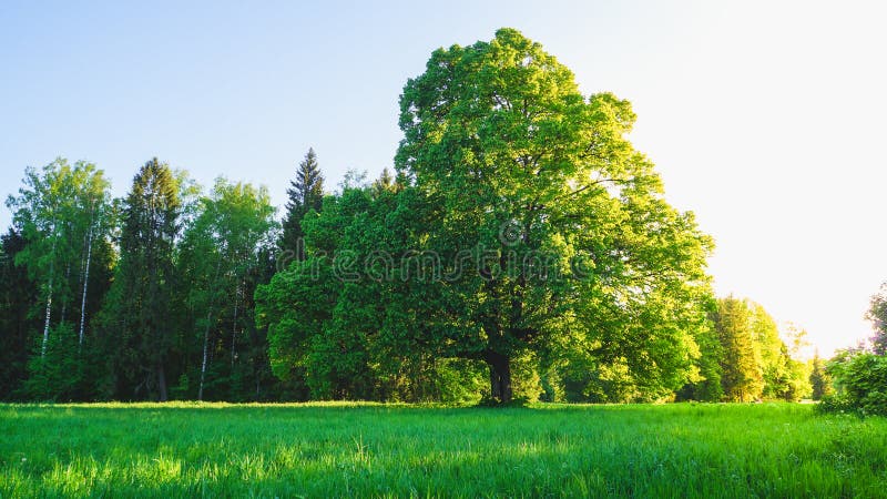 A Landscape with Greenery and Sun. Stock Image - Image of leaf, outdoor ...