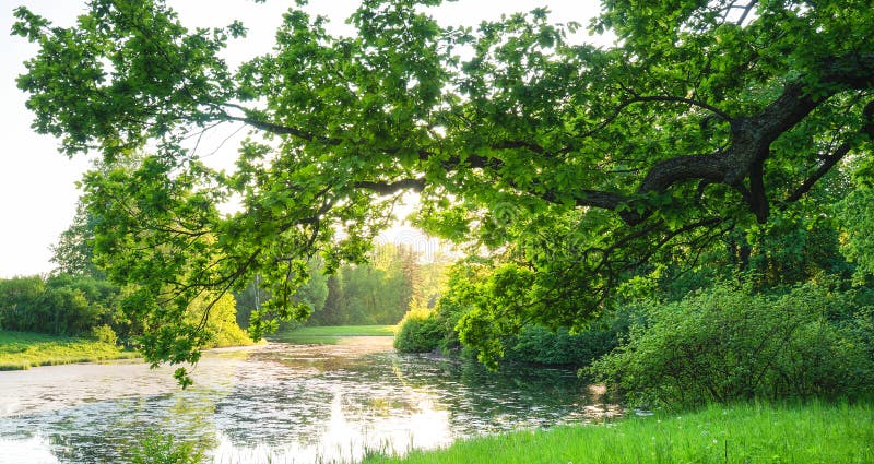 A Landscape with Greenery and Sun. Stock Image - Image of leaf, outdoor ...