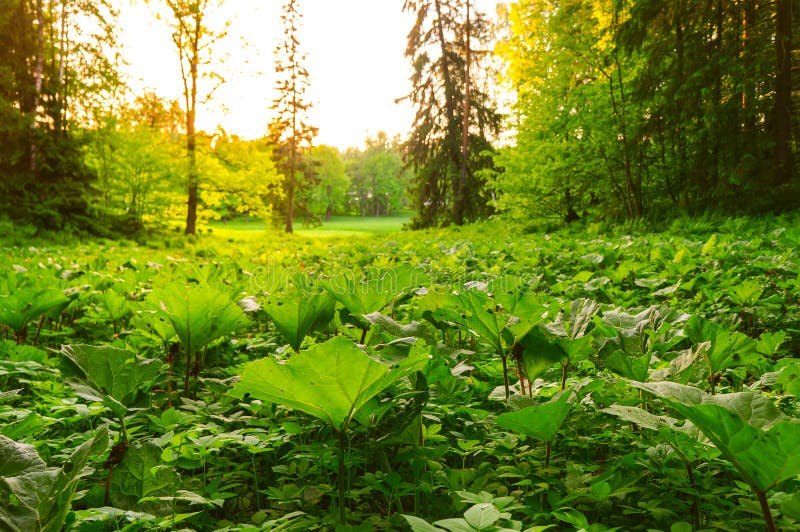 A Landscape with Greenery and Sun. Stock Image - Image of leaf, outdoor ...