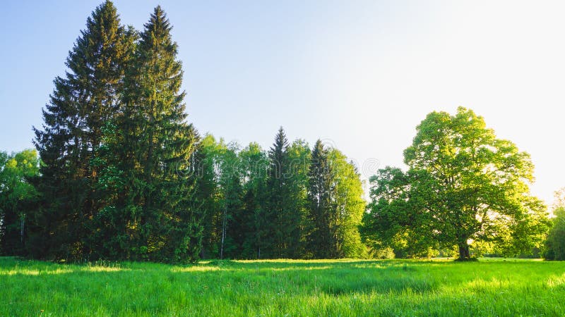 A Landscape with Greenery and Sun. Stock Image - Image of leaf, outdoor ...