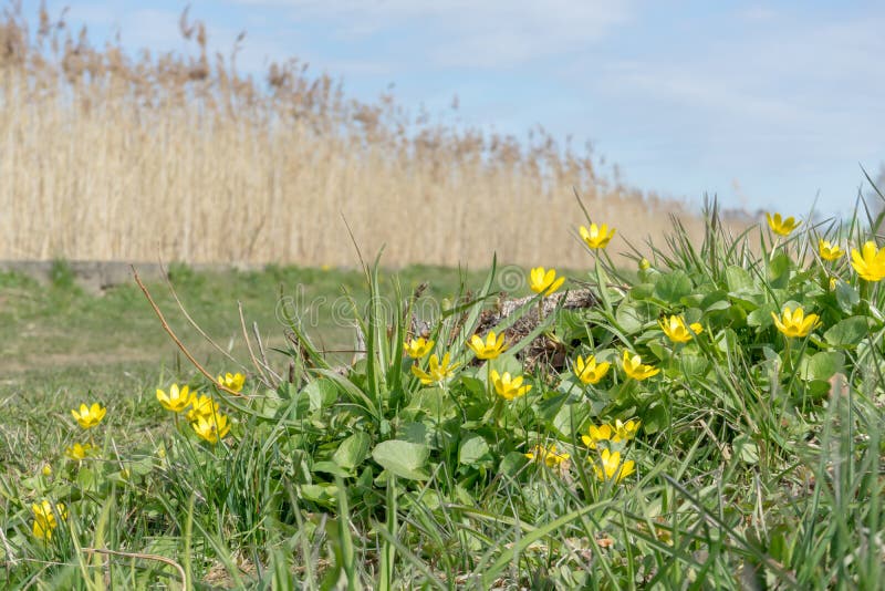 Landscape with Group of Blooming Wild Flowers on Background of Reeds by ...