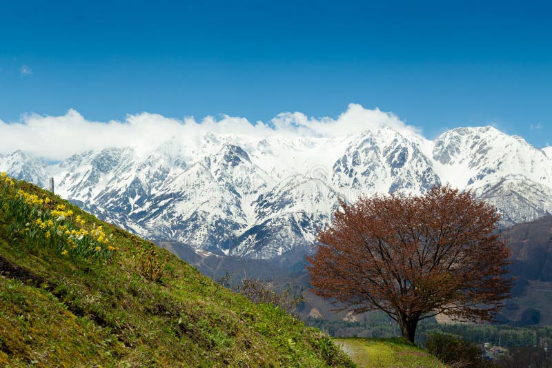 Landscape with Hakuba Mountain Range and Cherry Blossoms. Stock Image ...
