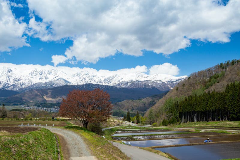 Landscape with Hakuba Mountain Range and Cherry Blossoms. Stock Image ...