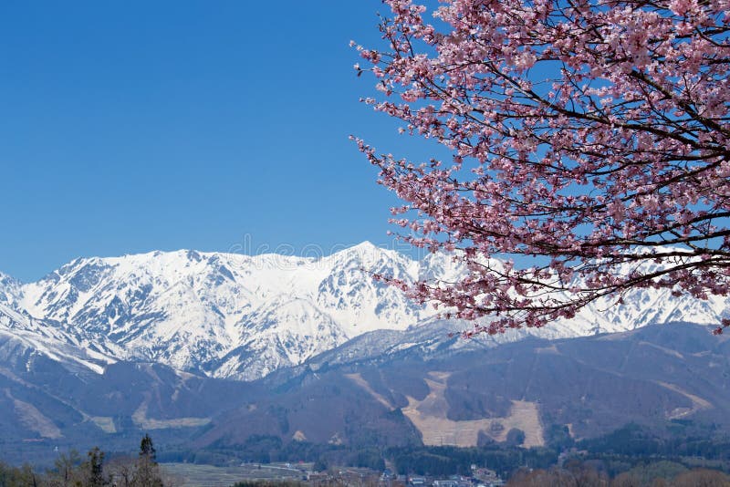 Landscape with Hakuba Mountain Range and Cherry Blossoms. Stock Image ...