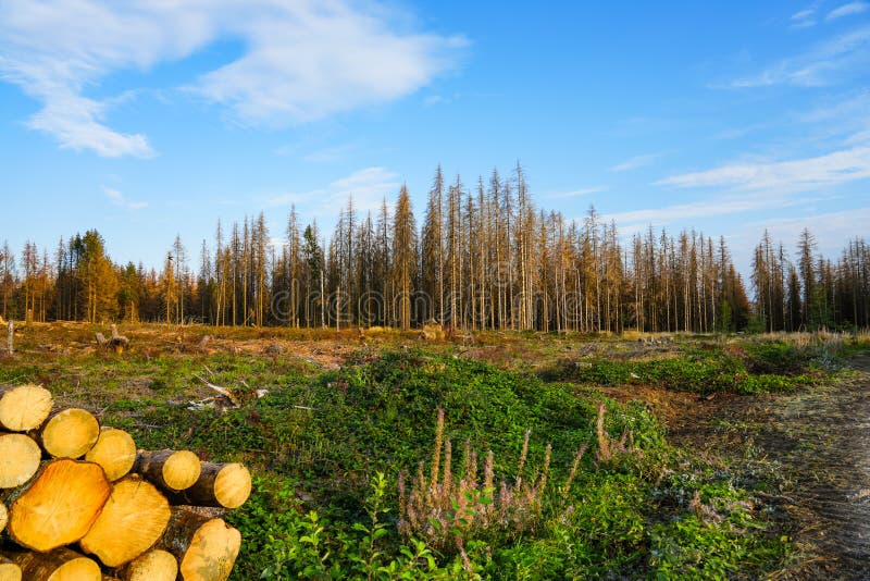Landscape in the Harz. Forest with Dried Up Trees Stock Photo - Image ...