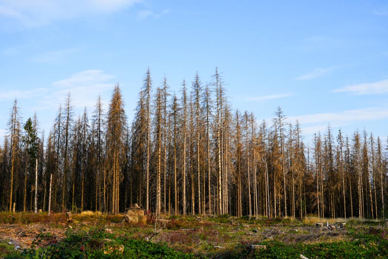 Landscape in the Harz. Forest with Dried Up Trees Stock Photo - Image ...