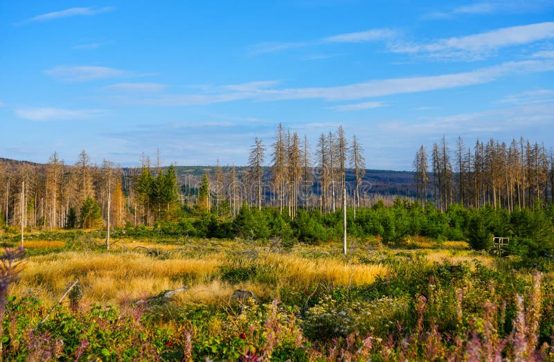 Landscape in the Harz. Forest with Dried Up Trees Stock Image - Image ...