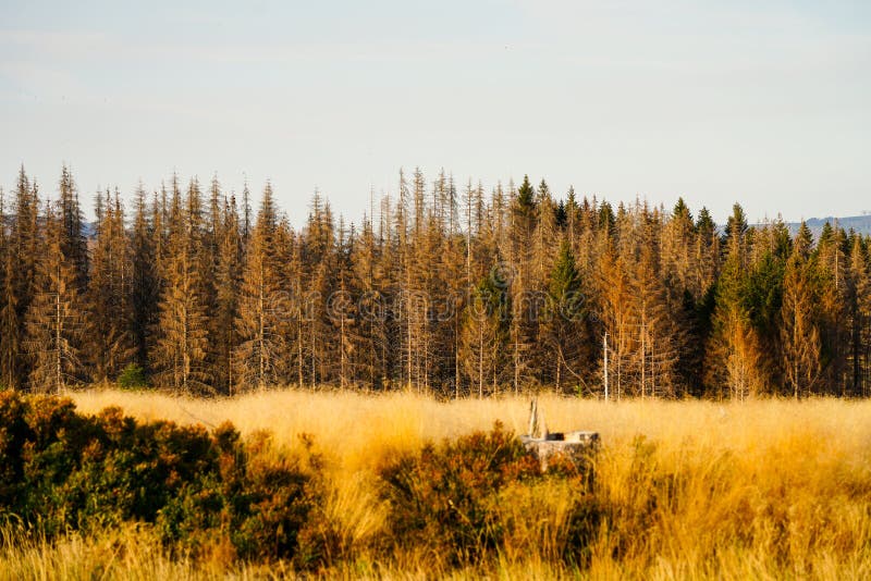 Landscape in the Harz. Forest with Dried Up Trees Stock Photo - Image ...
