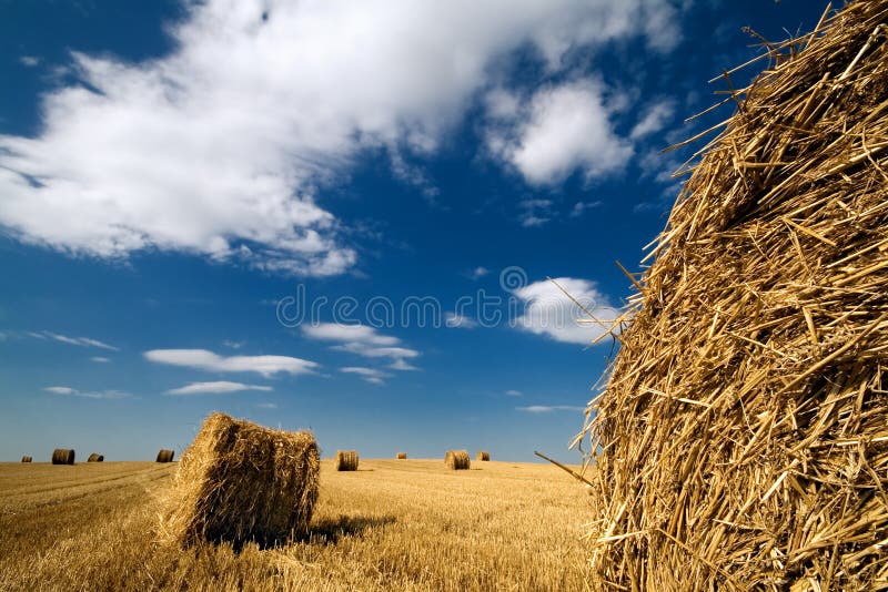 Needle in a Haystack stock image. Image of haystack, hard - 59995865